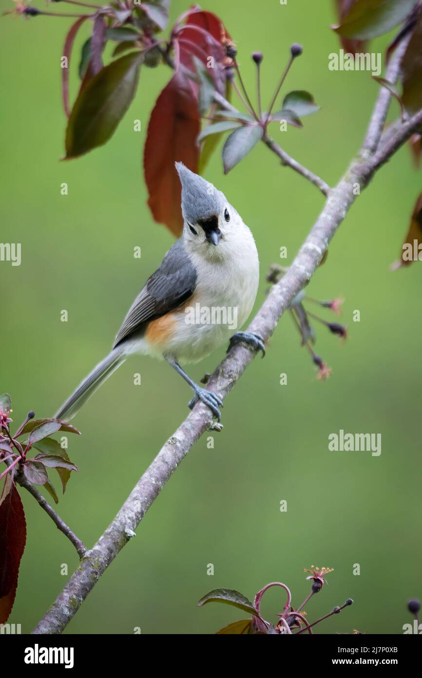 Titmouse with red leaves hi-res stock photography and images - Alamy