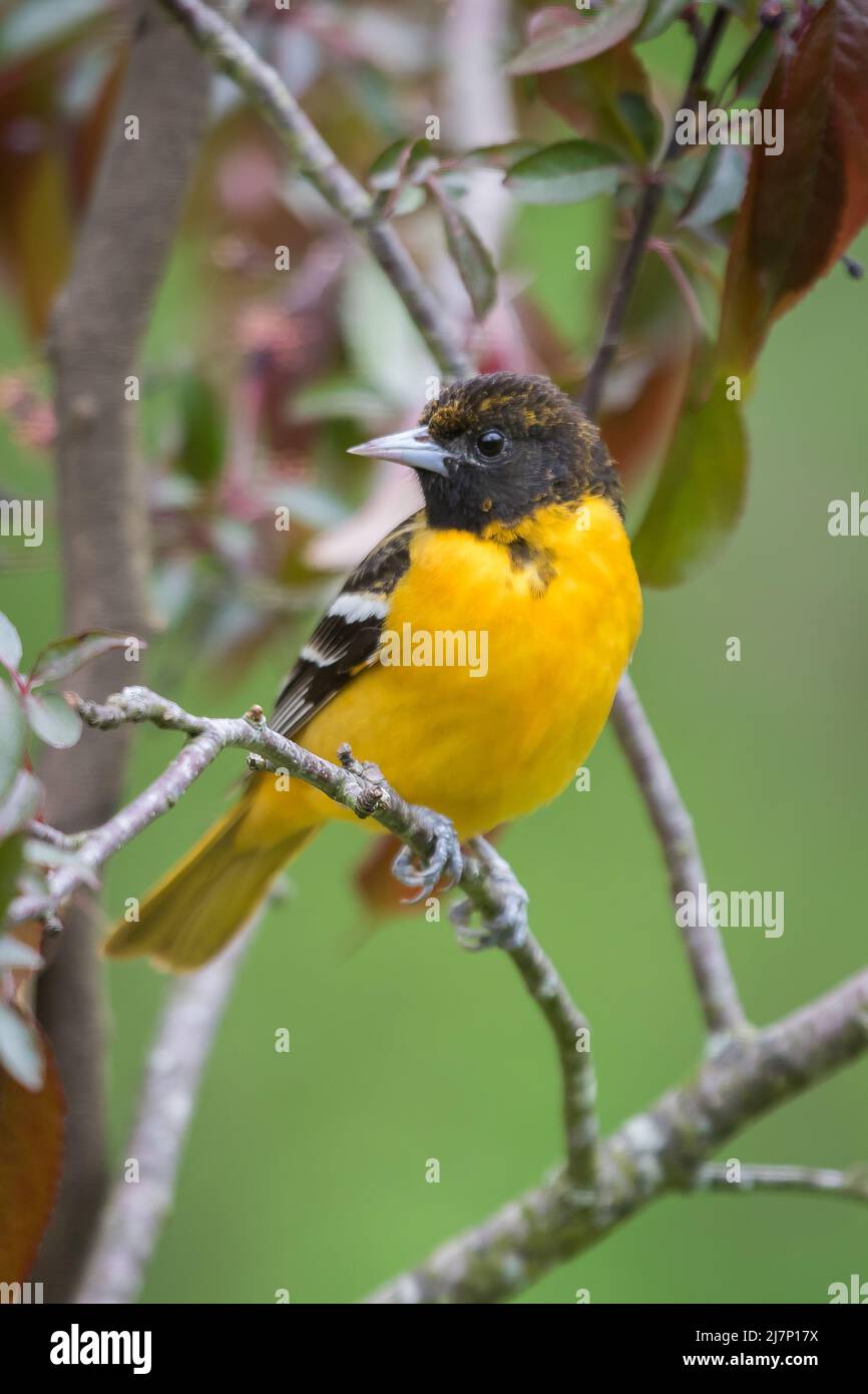Female Baltimore Oriole perched on tree branch with green background ...