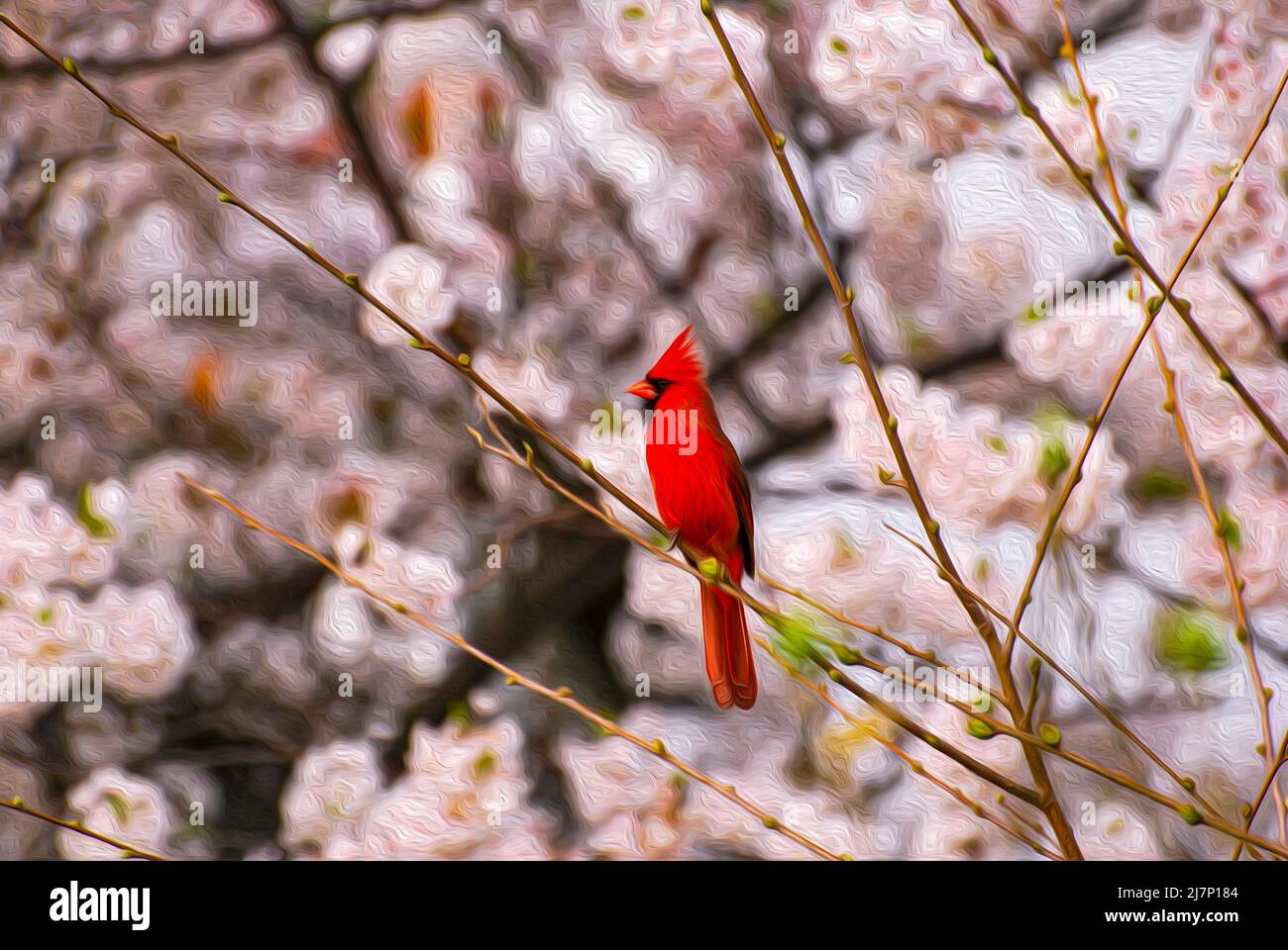Northern cardinal in blossoms hi-res stock photography and images - Alamy