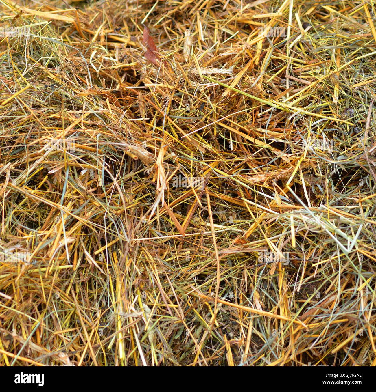 Straw and dry grass texture background Stock Photo - Alamy