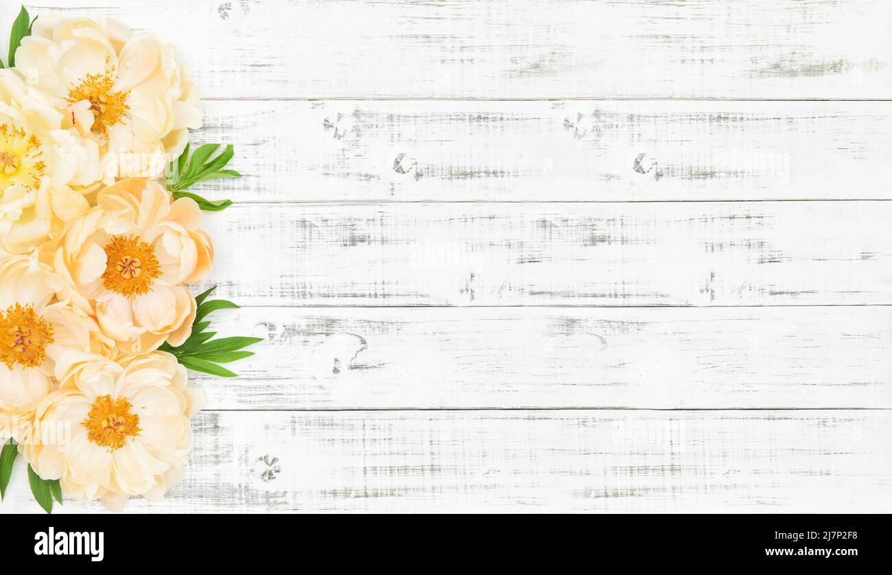 Peony flowers on bright rustic wooden background Stock Photo - Alamy