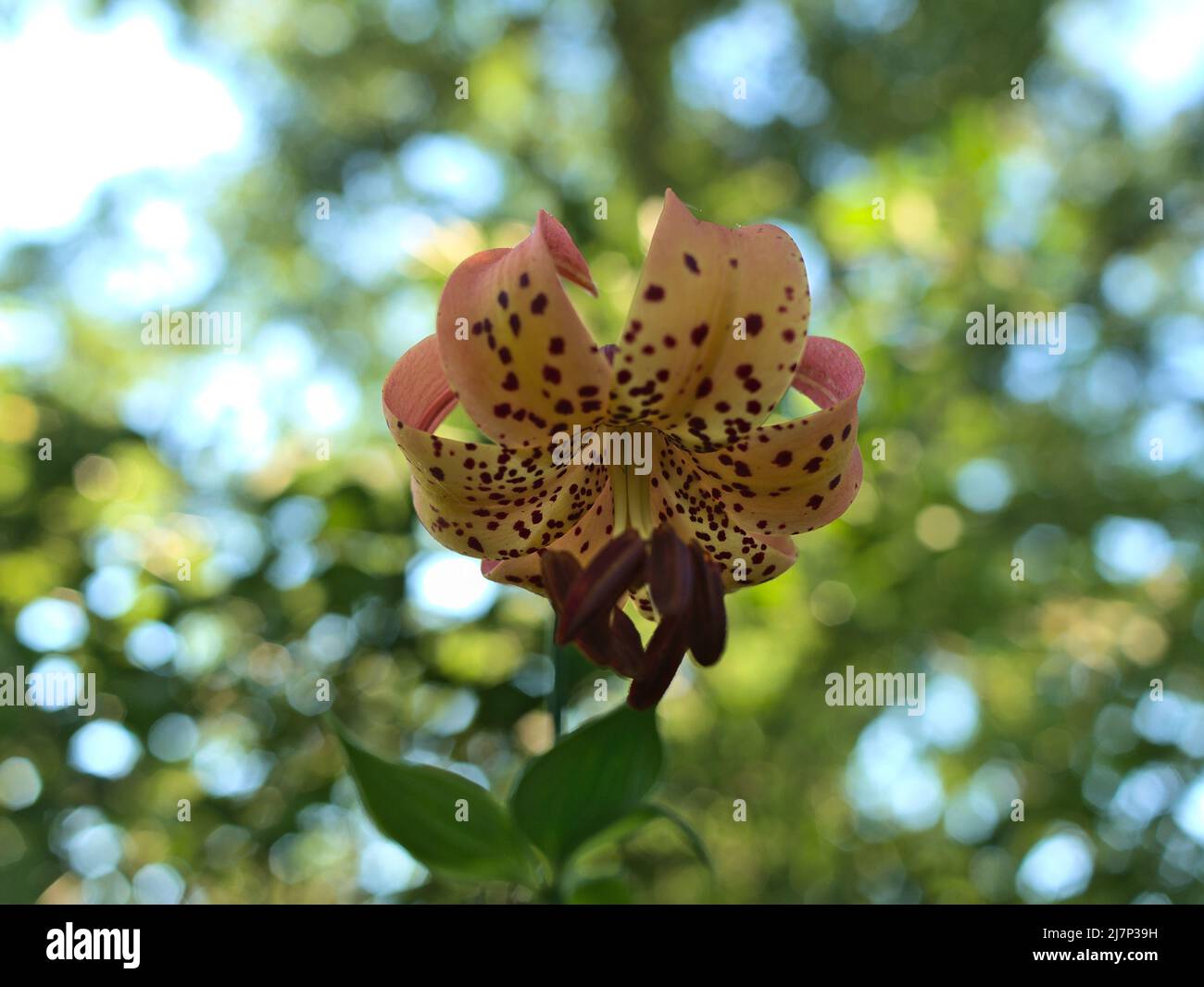 Liliaceae flower hi-res stock photography and images - Alamy