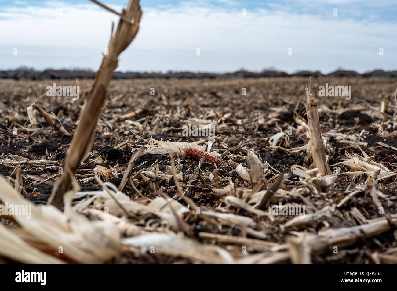 Corn field after harvest with strewn stover over disced soil Stock ...