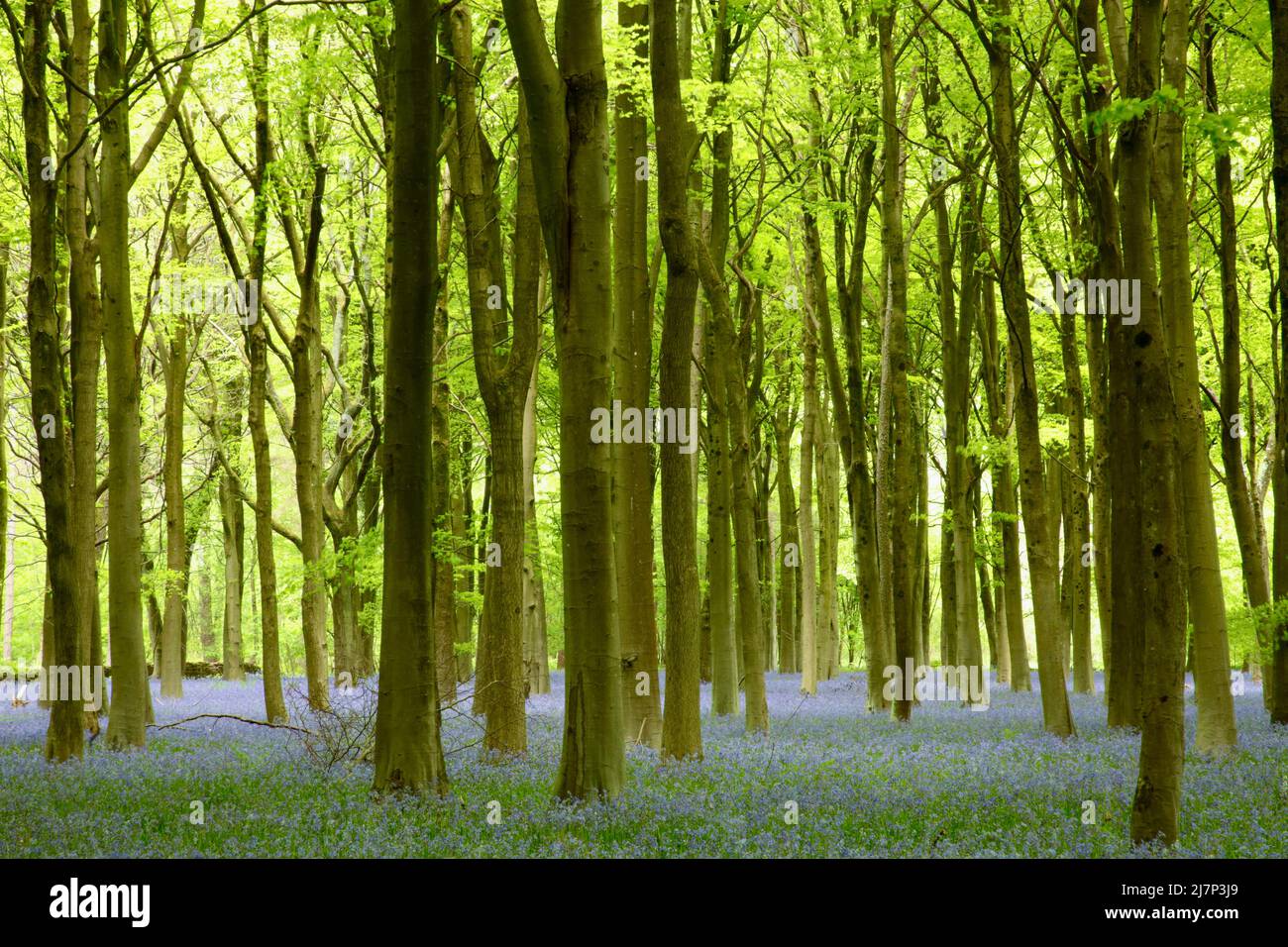 bluebells, sunlit spring bluebells Stock Photo - Alamy