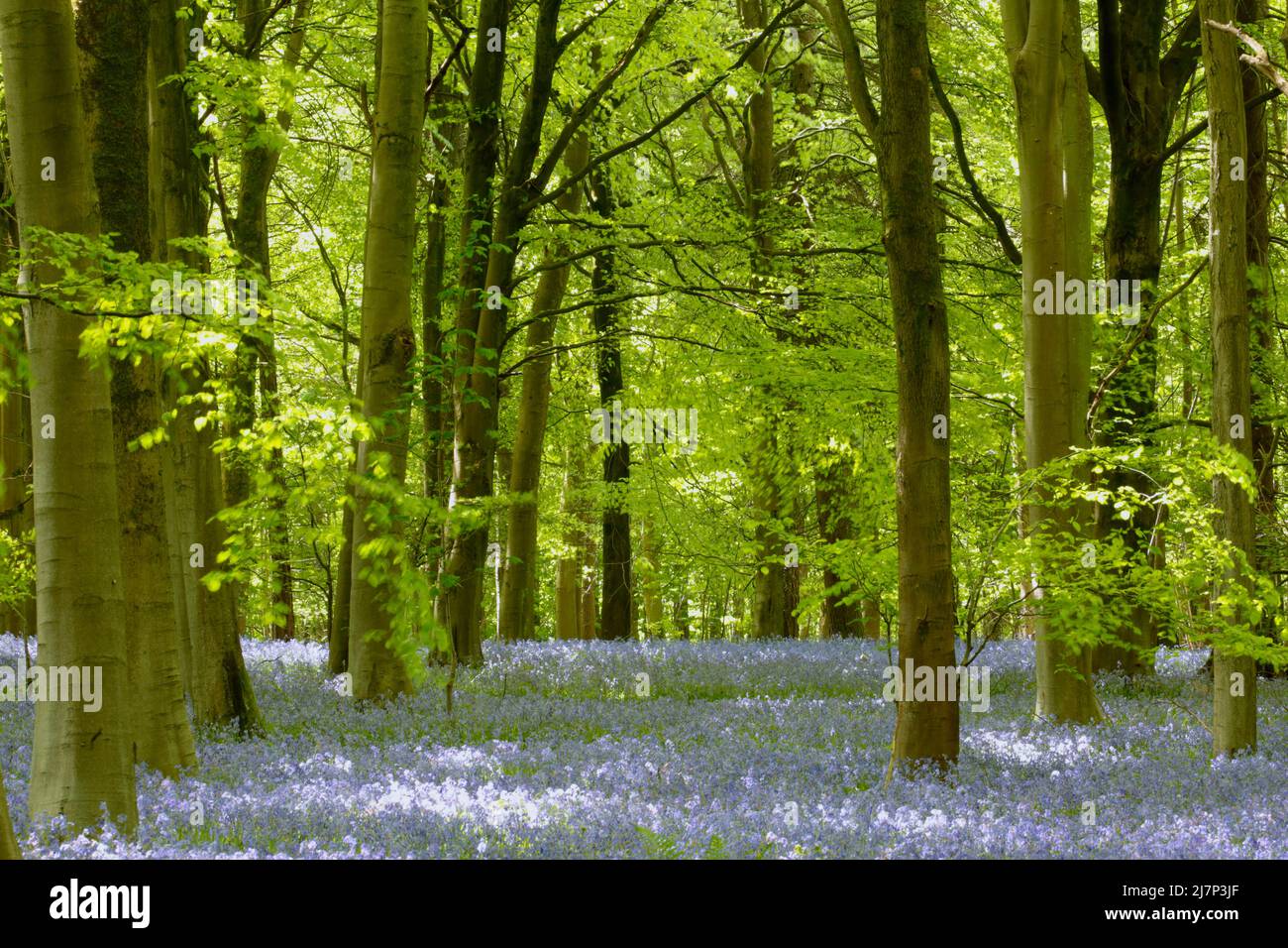 bluebells, sunlit spring bluebells Stock Photo - Alamy