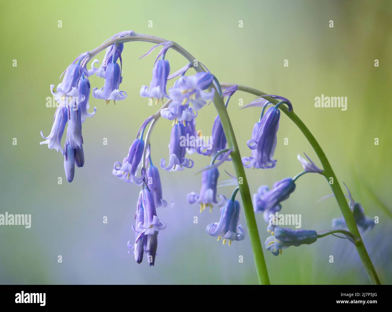 Bluebell flowers close up Stock Photo - Alamy