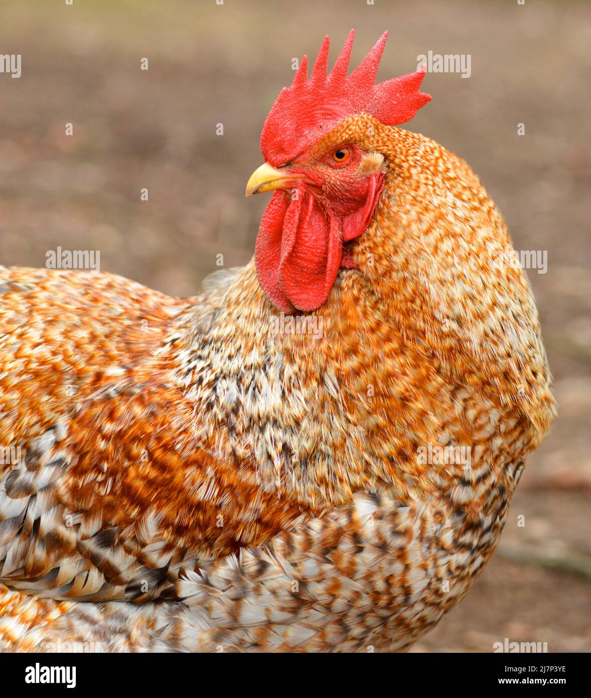 Portrait of a cock bird Stock Photo - Alamy