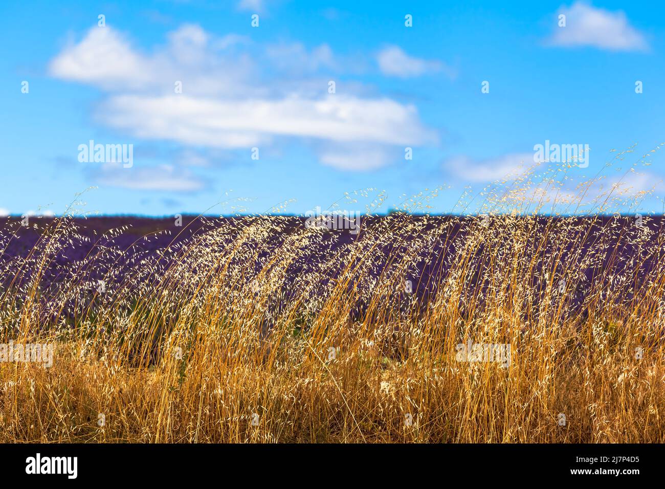 Grass plants hi-res stock photography and images - Alamy