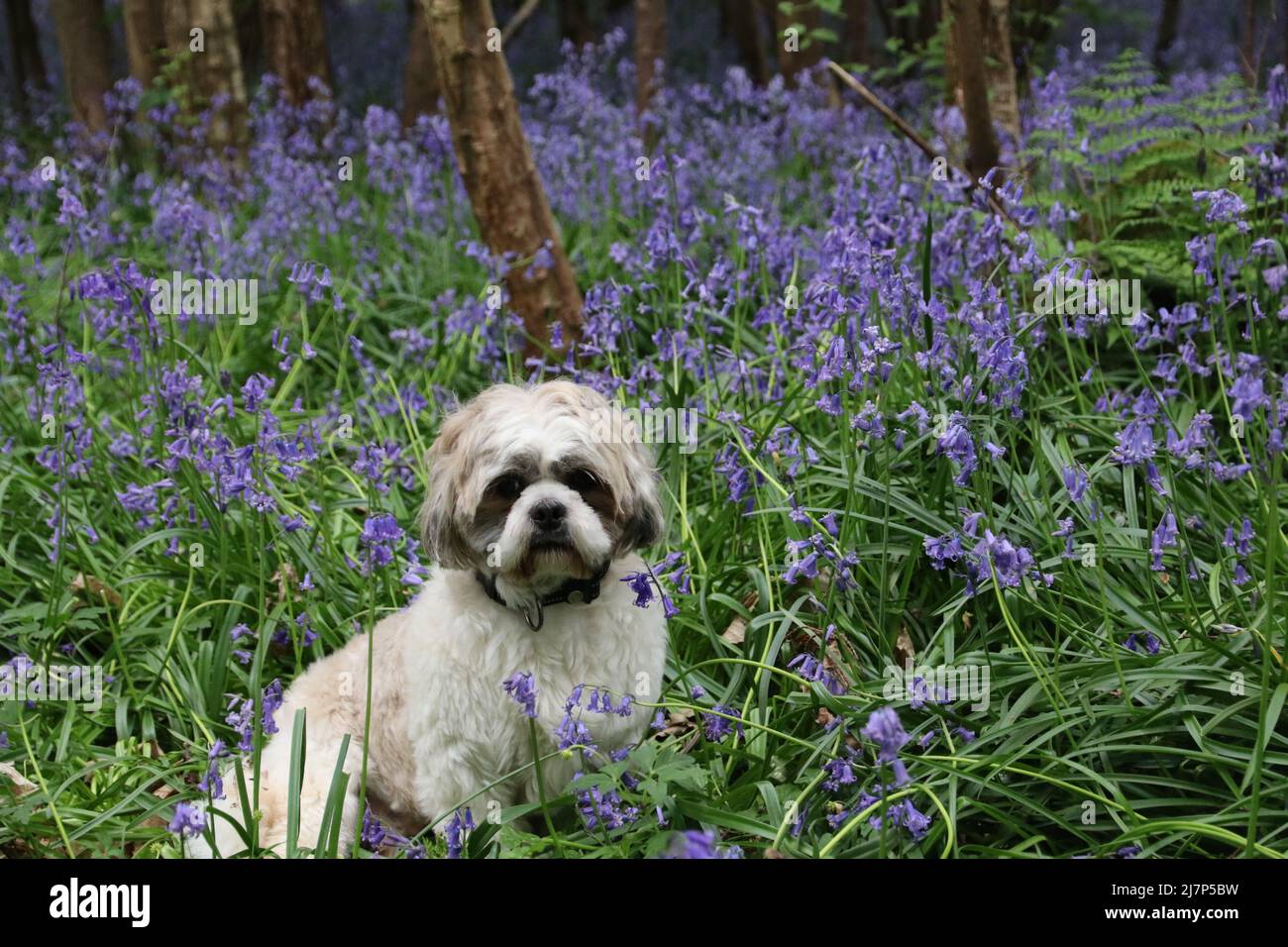 Cavapoo dog hi-res stock photography and images - Alamy