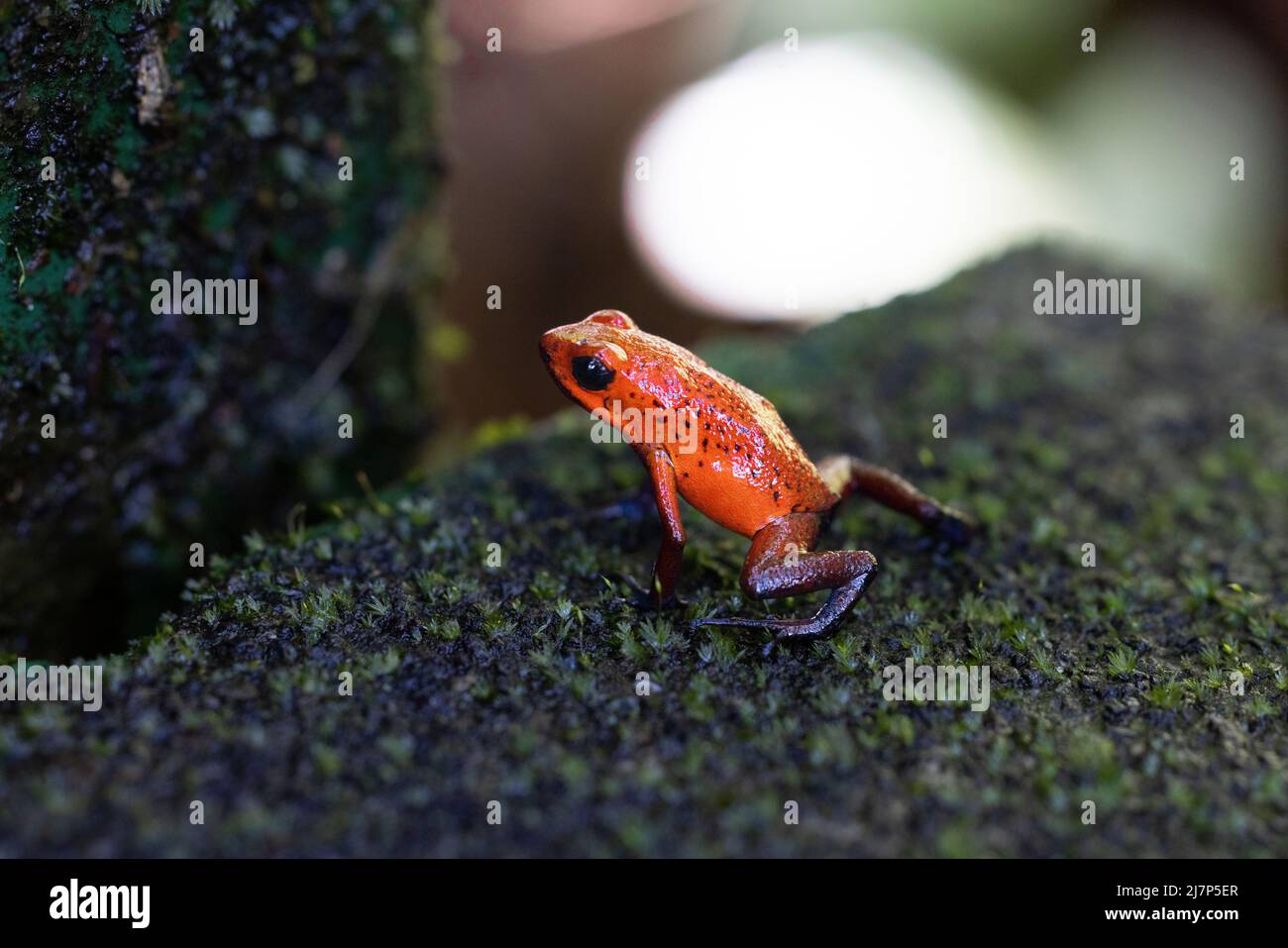 Frog in natural hi-res stock photography and images - Alamy