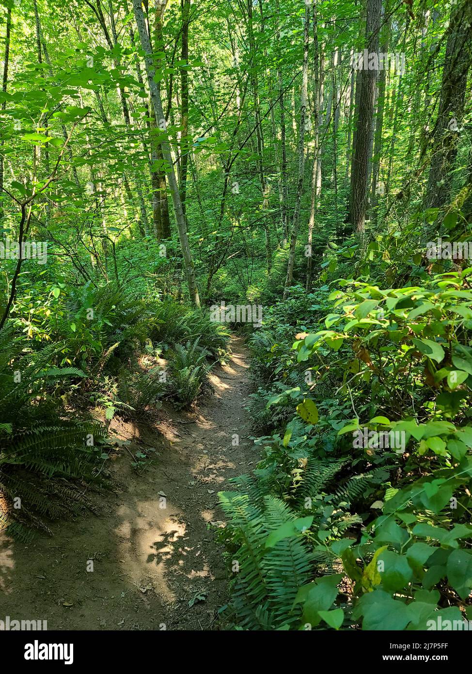 Winding path moss covered hi-res stock photography and images - Alamy