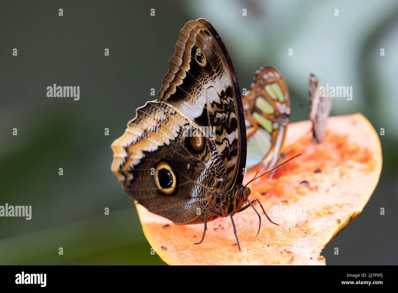 Owl buterfly hi-res stock photography and images - Alamy