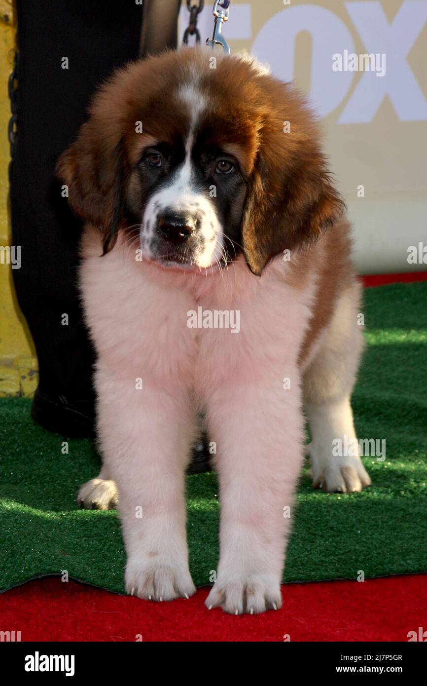 LOS ANGELES - NOV 22: Saint Bernard puppy at the FOX's "Cause for Paws ...