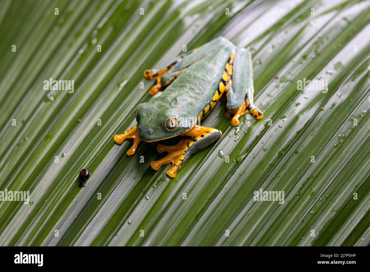 Multicolored frog hi-res stock photography and images - Alamy
