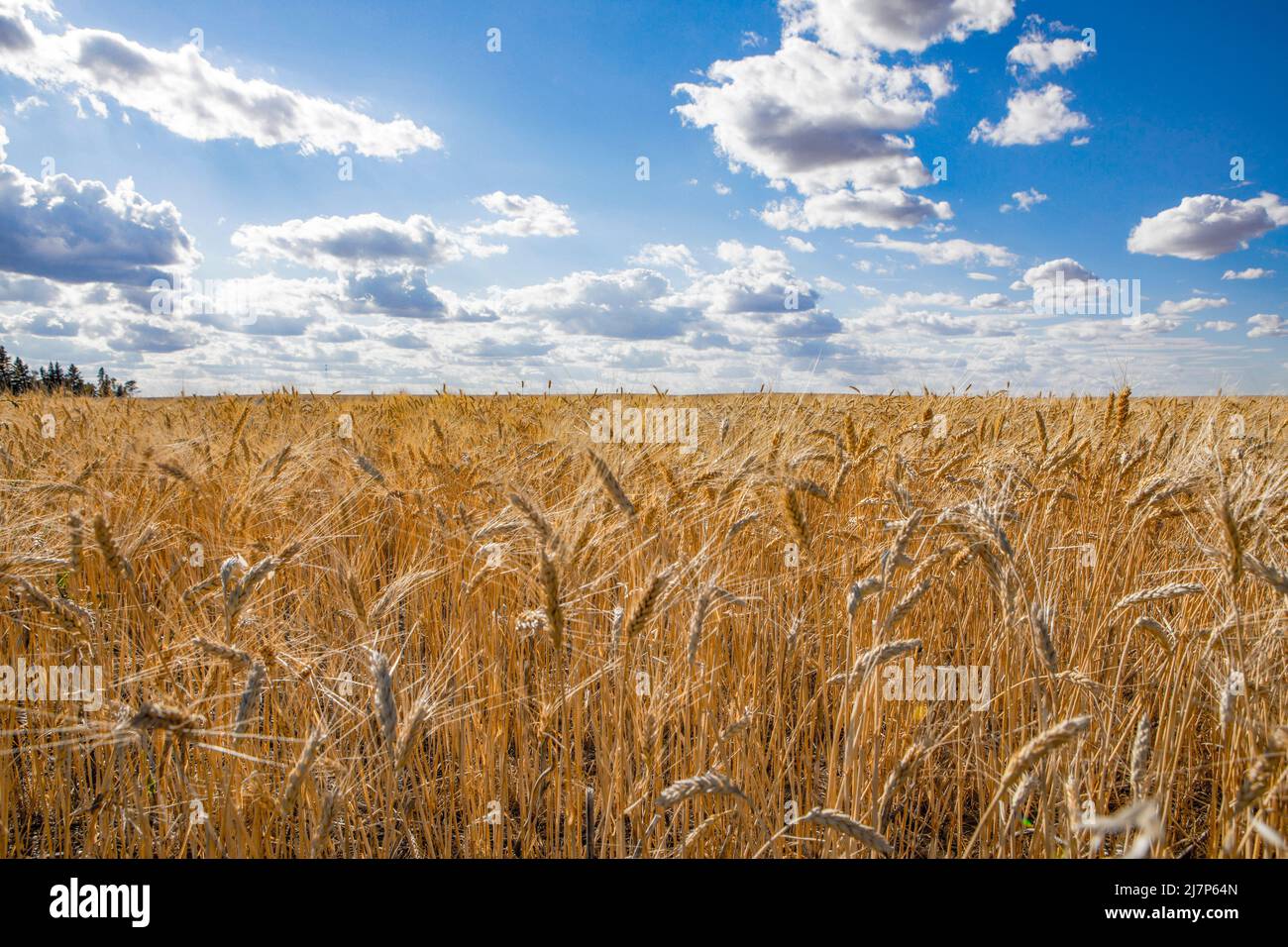 North dakota harvest hi-res stock photography and images - Alamy