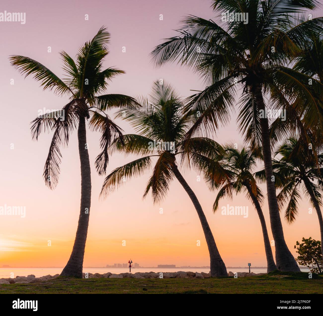 palms views sunset tropical in miami Stock Photo - Alamy