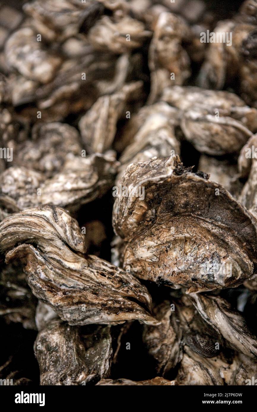 Operations at a large oyster processing facilities the US Stock Photo ...