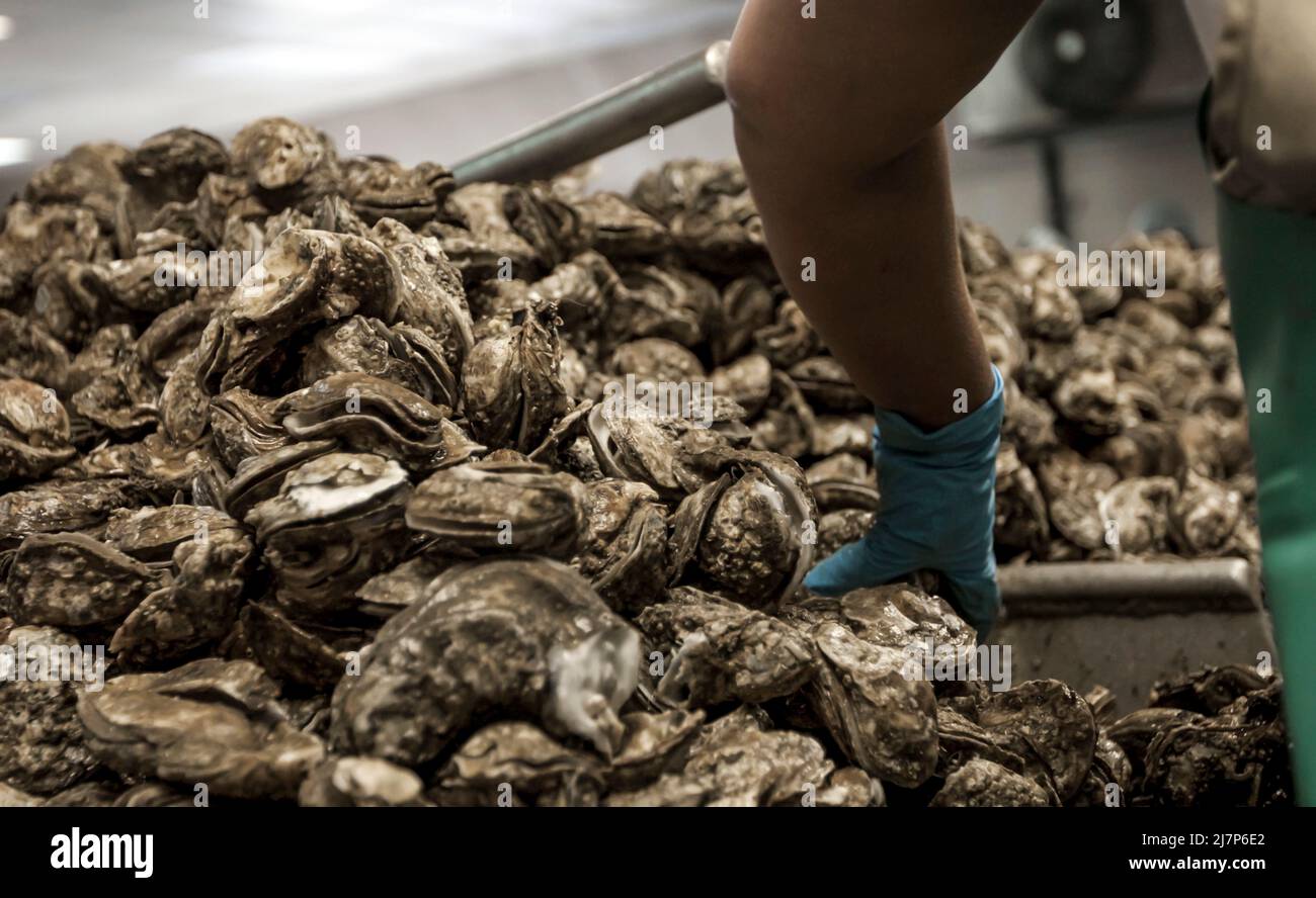 Operations at a large oyster processing facilities the US Stock Photo ...