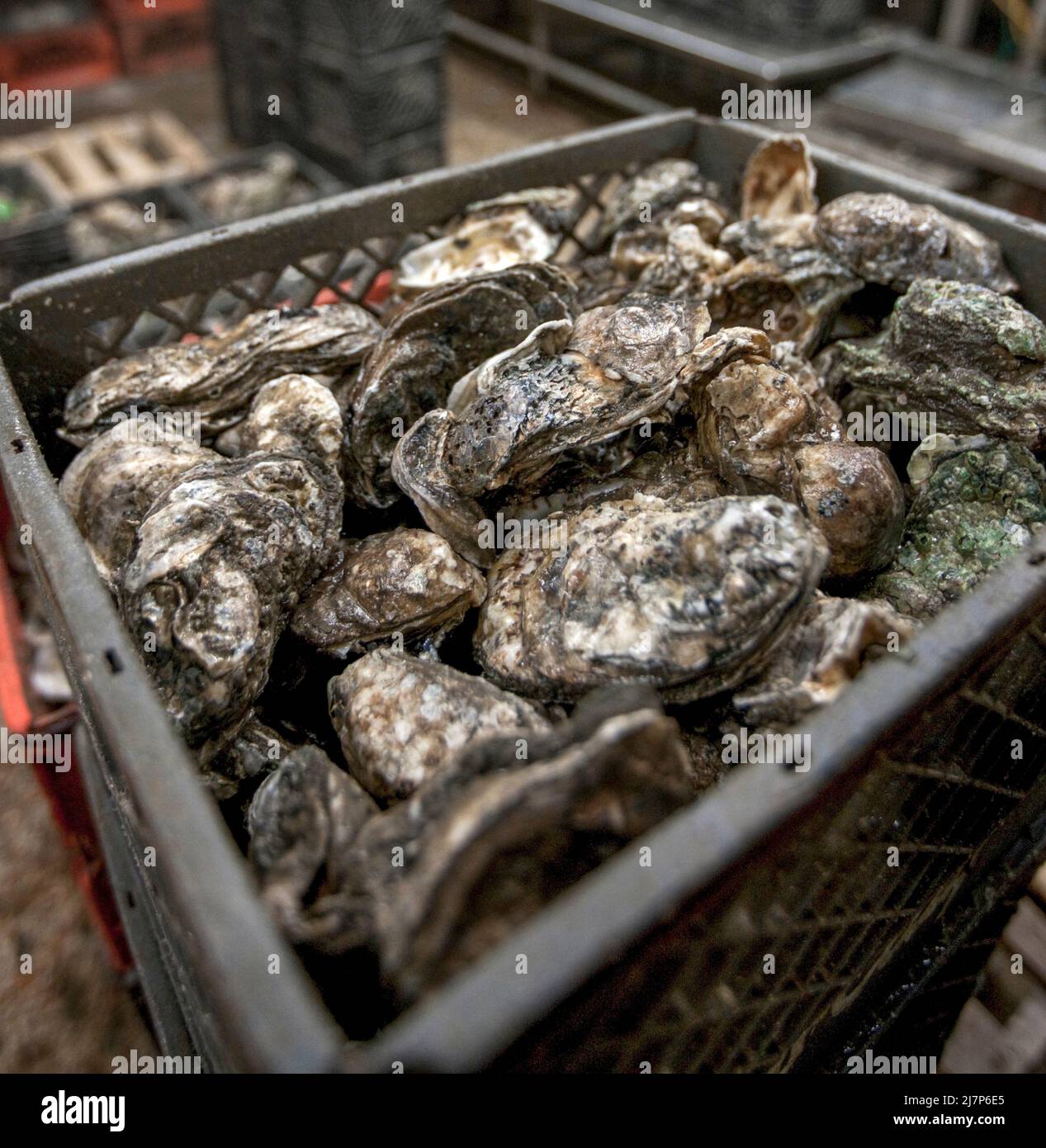 Operations at a large oyster processing facilities the US Stock Photo ...