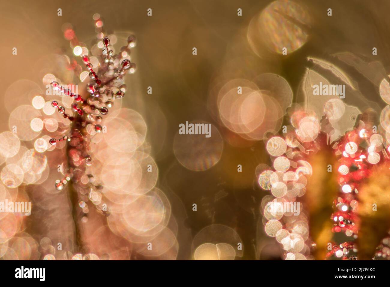 Drosera intermedia sundew plant macrophoto Stock Photo - Alamy