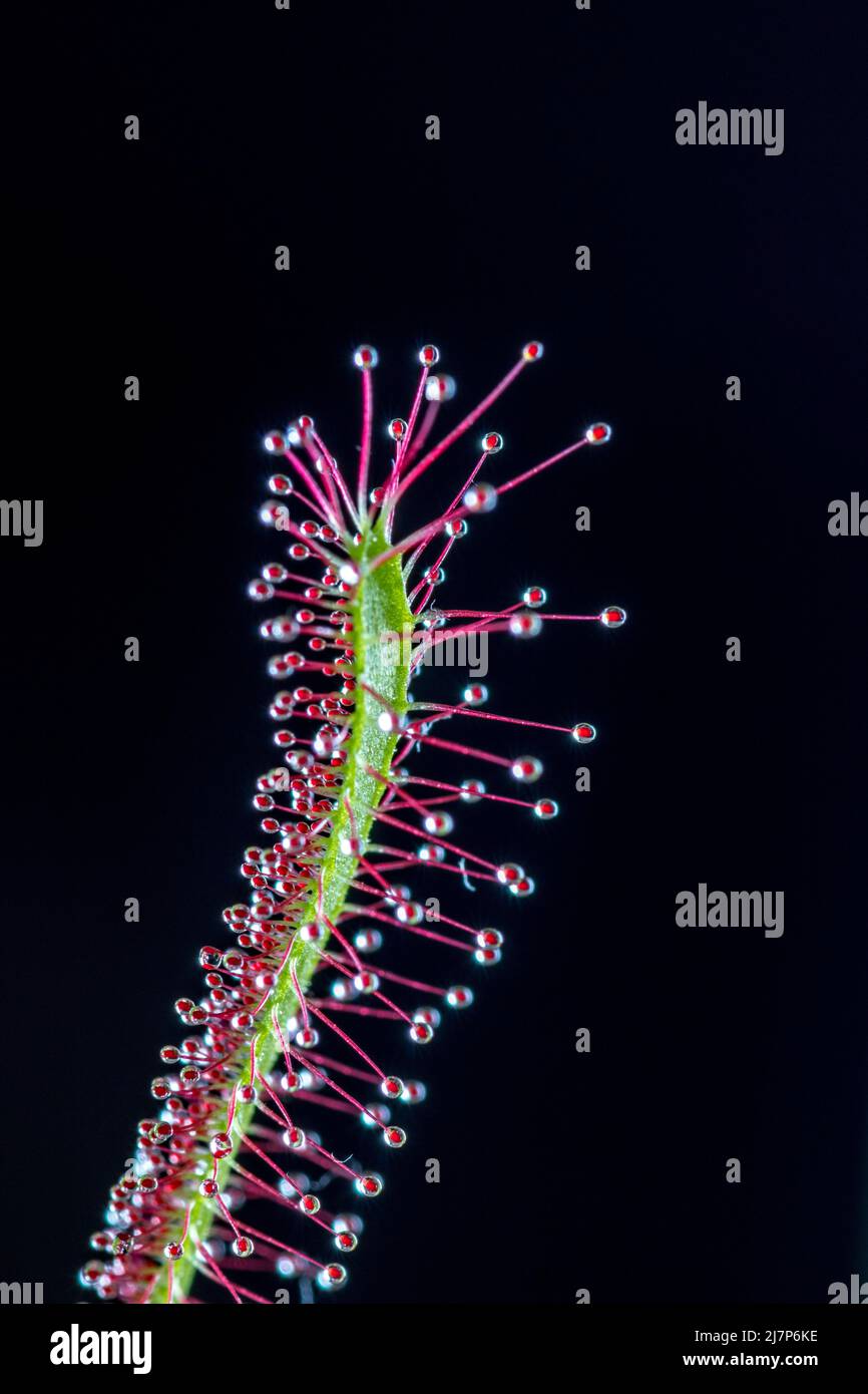 Drosera intermedia sundew plant macrophoto Stock Photo - Alamy