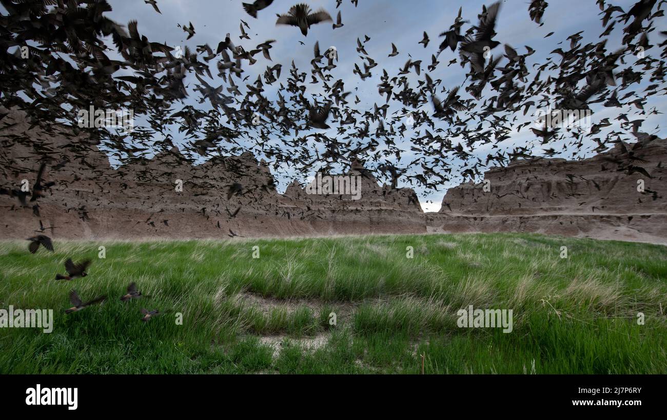 A frenetic flock of birds in Badlands National Park Stock Photo - Alamy