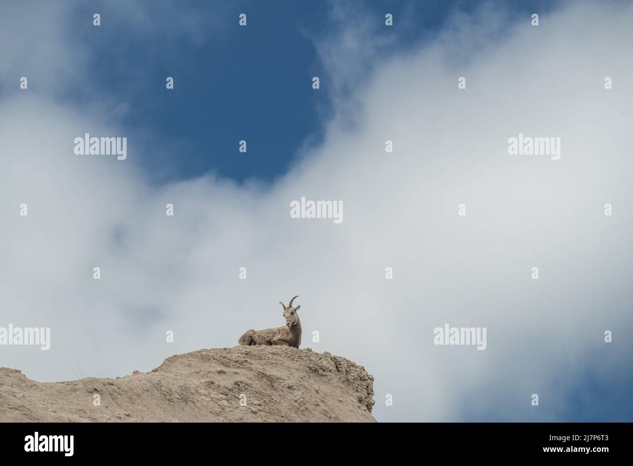 A Mountain goat on cliff in the vista of Badlands National Park Stock ...