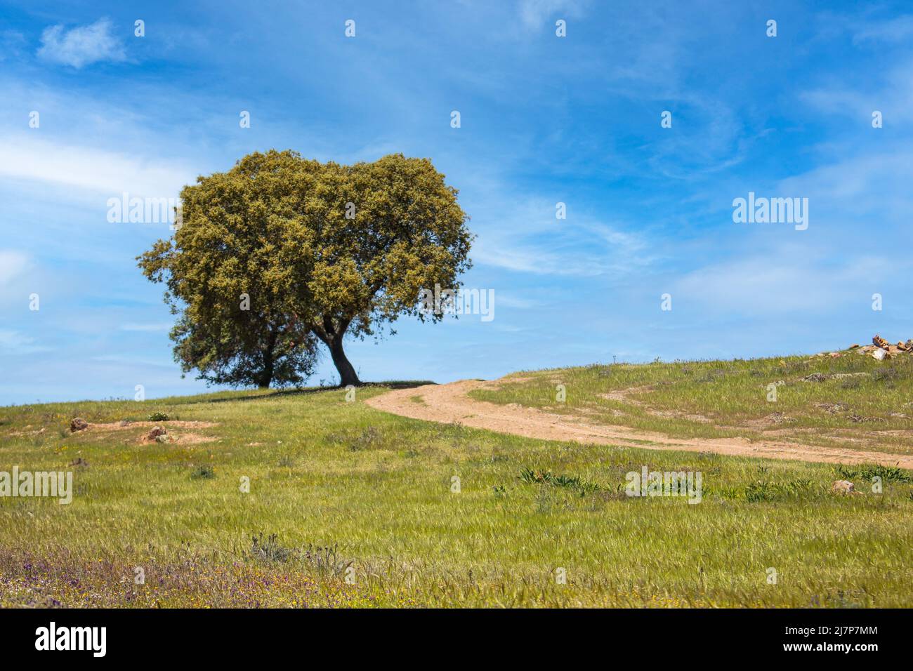 Quercus suber alone hi-res stock photography and images - Alamy
