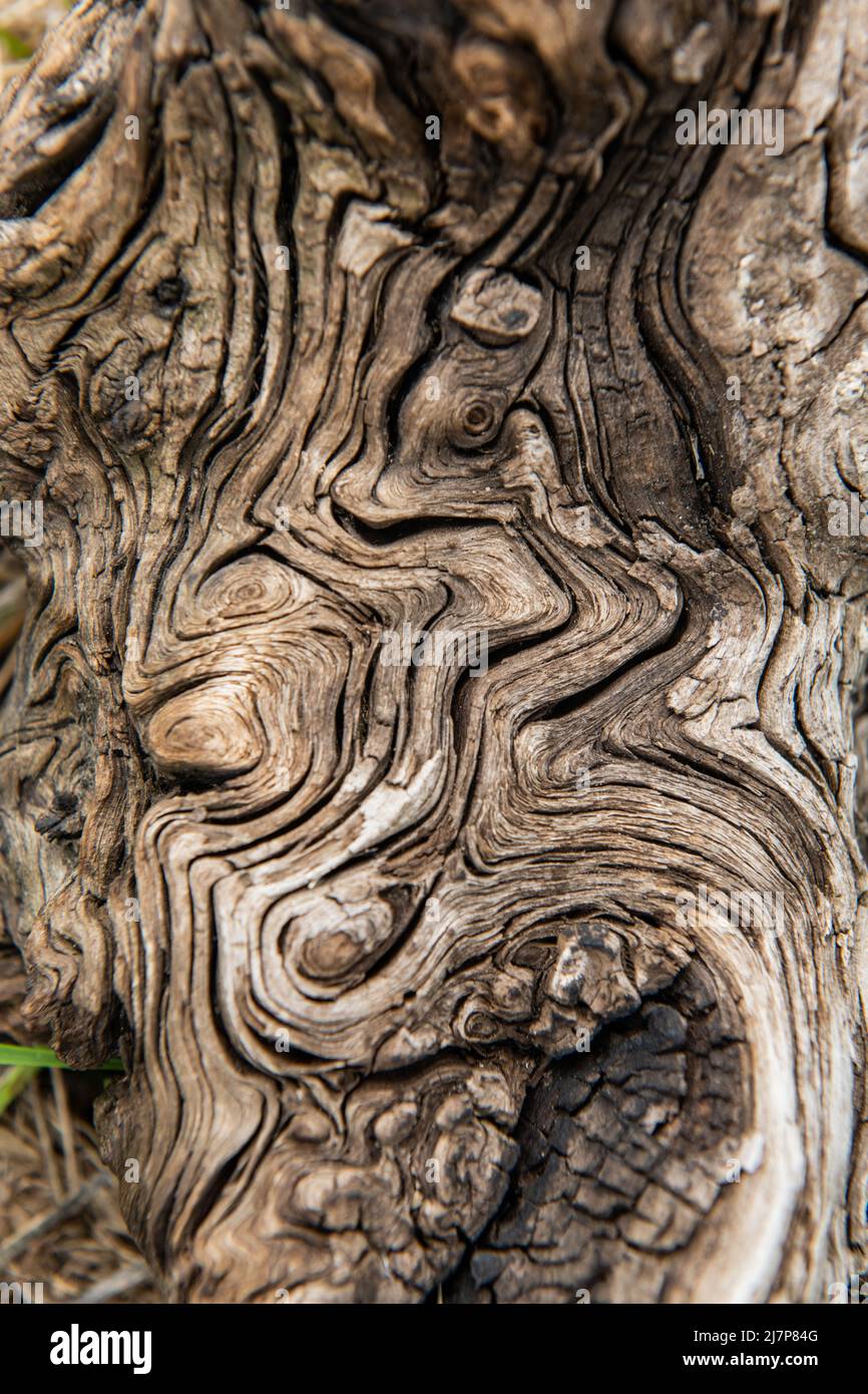 Knotty wood hi-res stock photography and images - Alamy