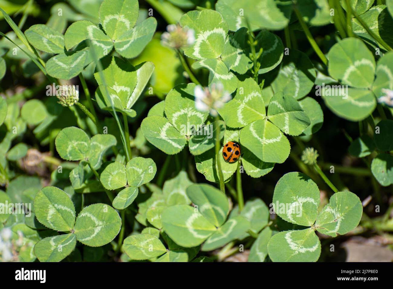 Ladybugs are looking for a happy four-leaf clover Stock Photo - Alamy
