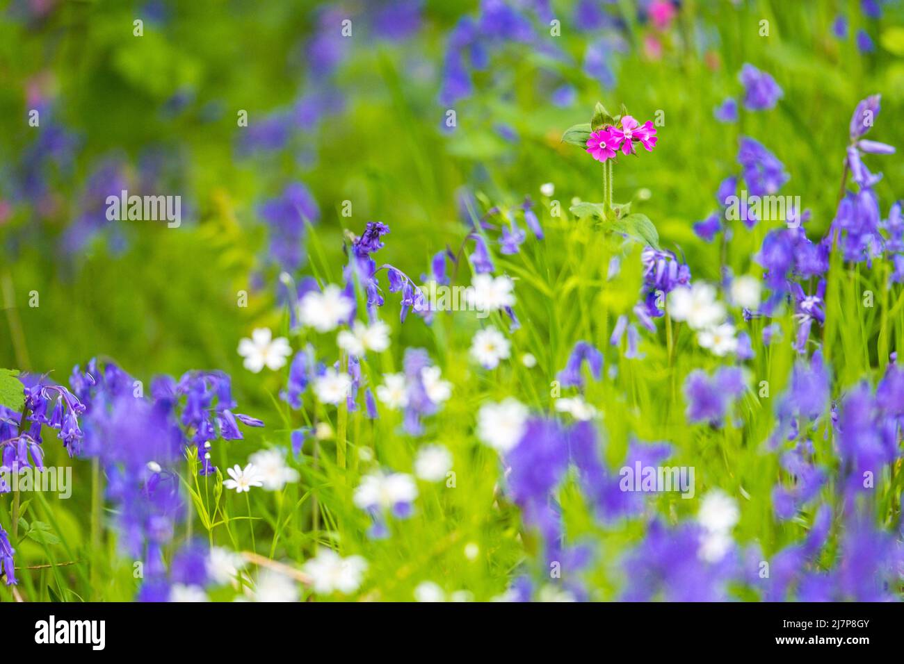 English meadow flowers hi-res stock photography and images - Alamy