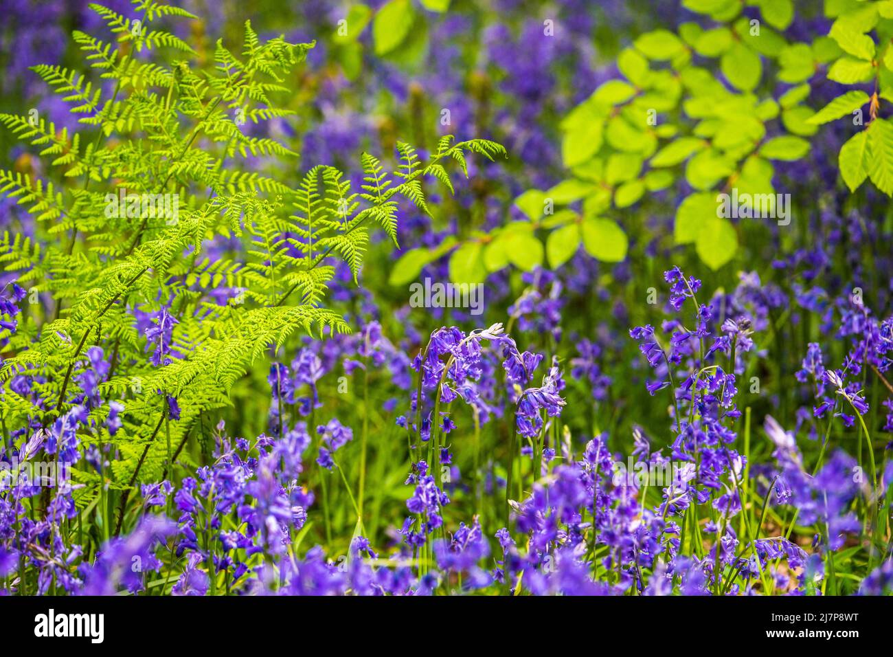 Spring wild flowers ( bluebells, ferns ) in the English countryside ...