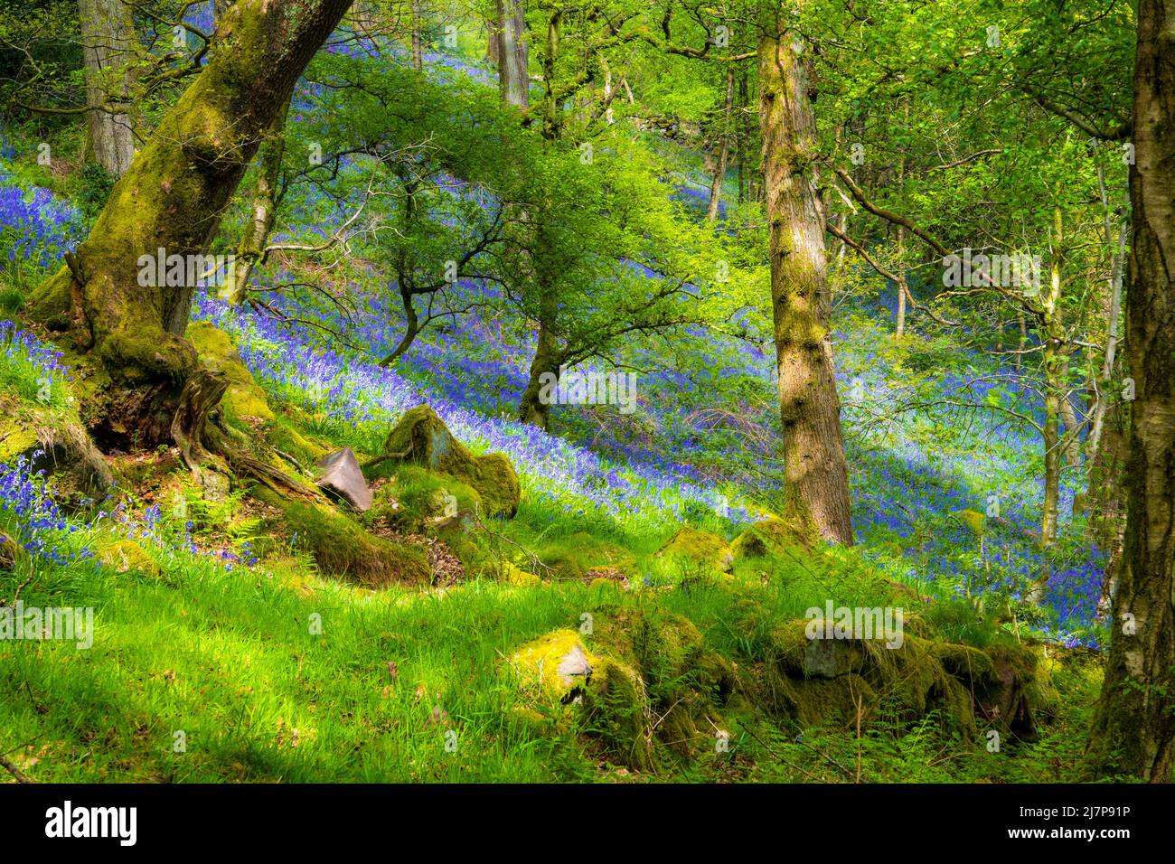 Spring wild flowers in the English countryside, a carpet of bluebells ...