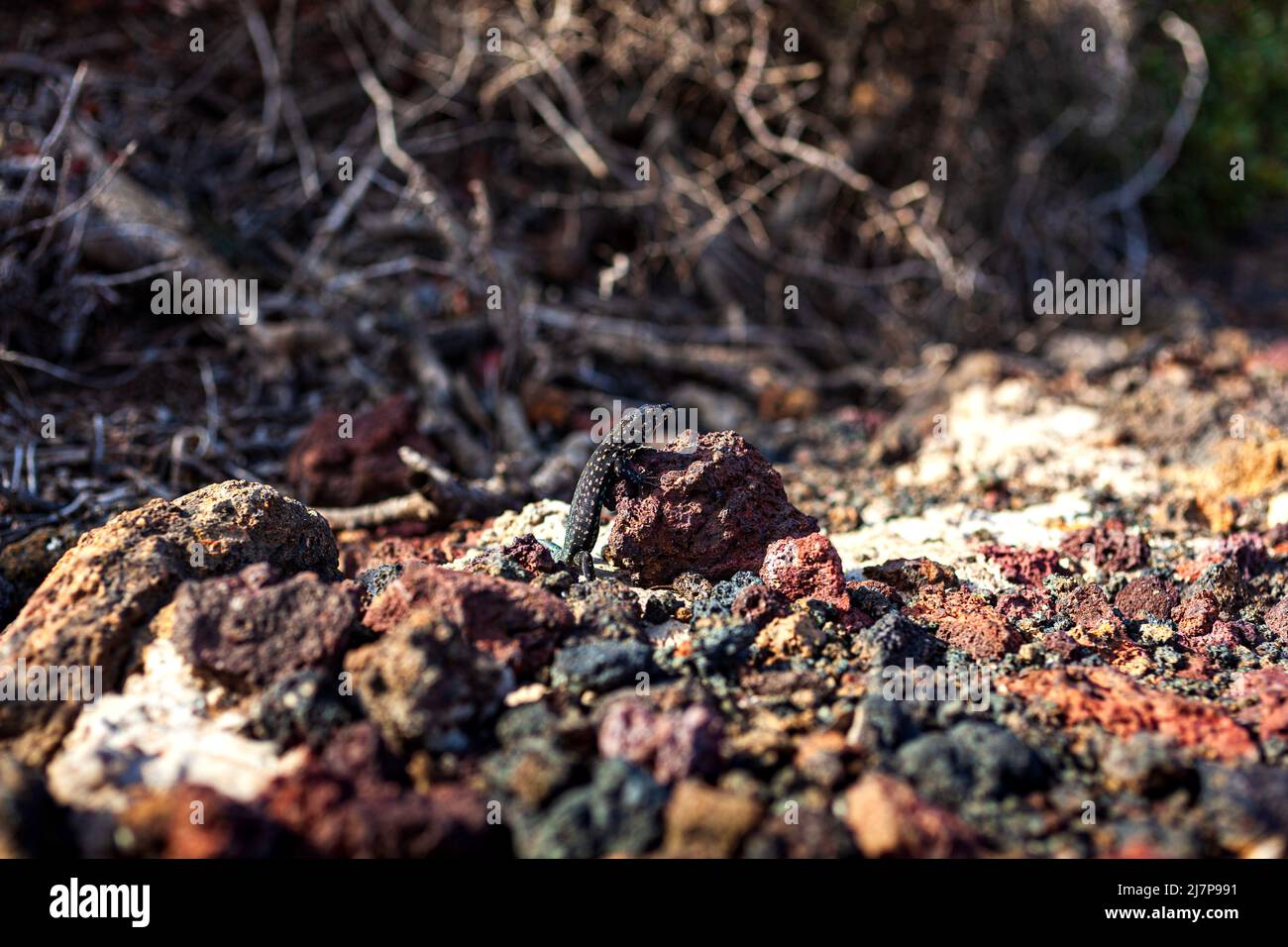 Close up of the filfola lizard or Maltese wall lizard on the lava stone ...