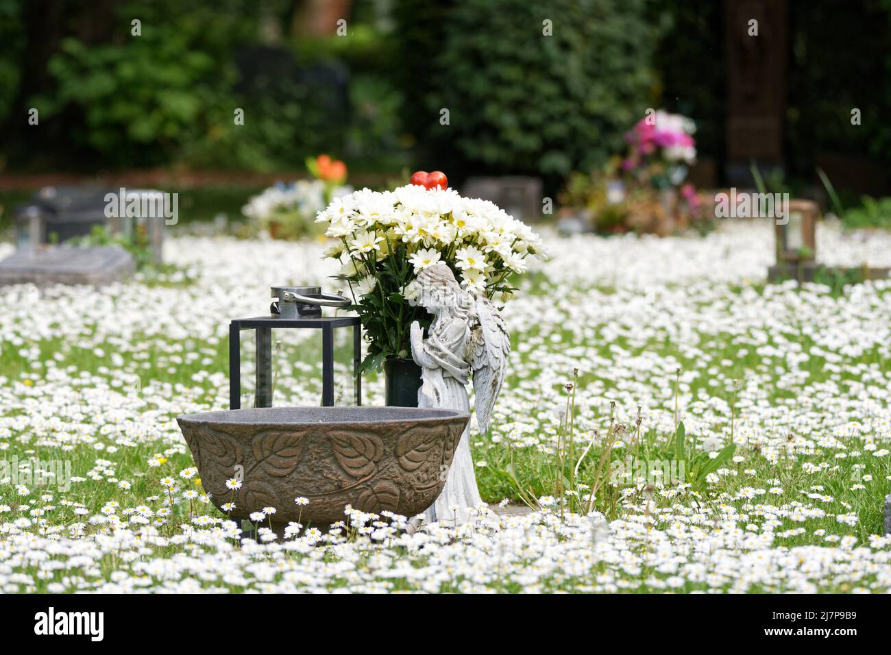 small urn grave with angel in a spring meadow covered with daisies ...