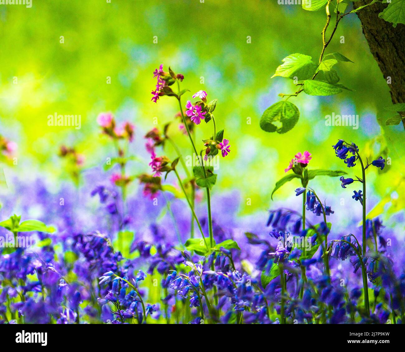 Spring wild flowers ( bluebells, stichwort, campion ) in the English ...