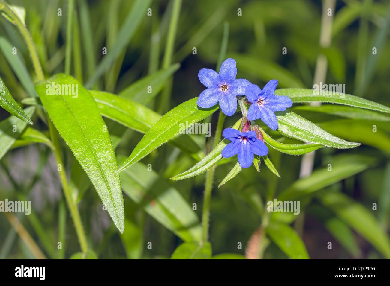 Blue gromwell hi-res stock photography and images - Alamy
