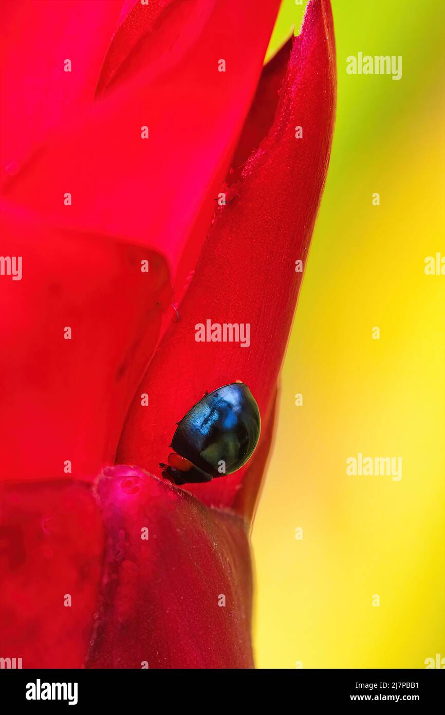 Steele blue ladybird perched on a bright red heliconia flower Stock ...