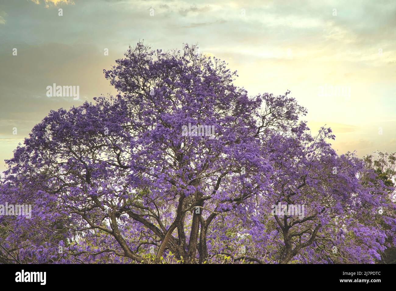 Beautiful flowering jacaranda trees in upcountry maui Stock Photo - Alamy