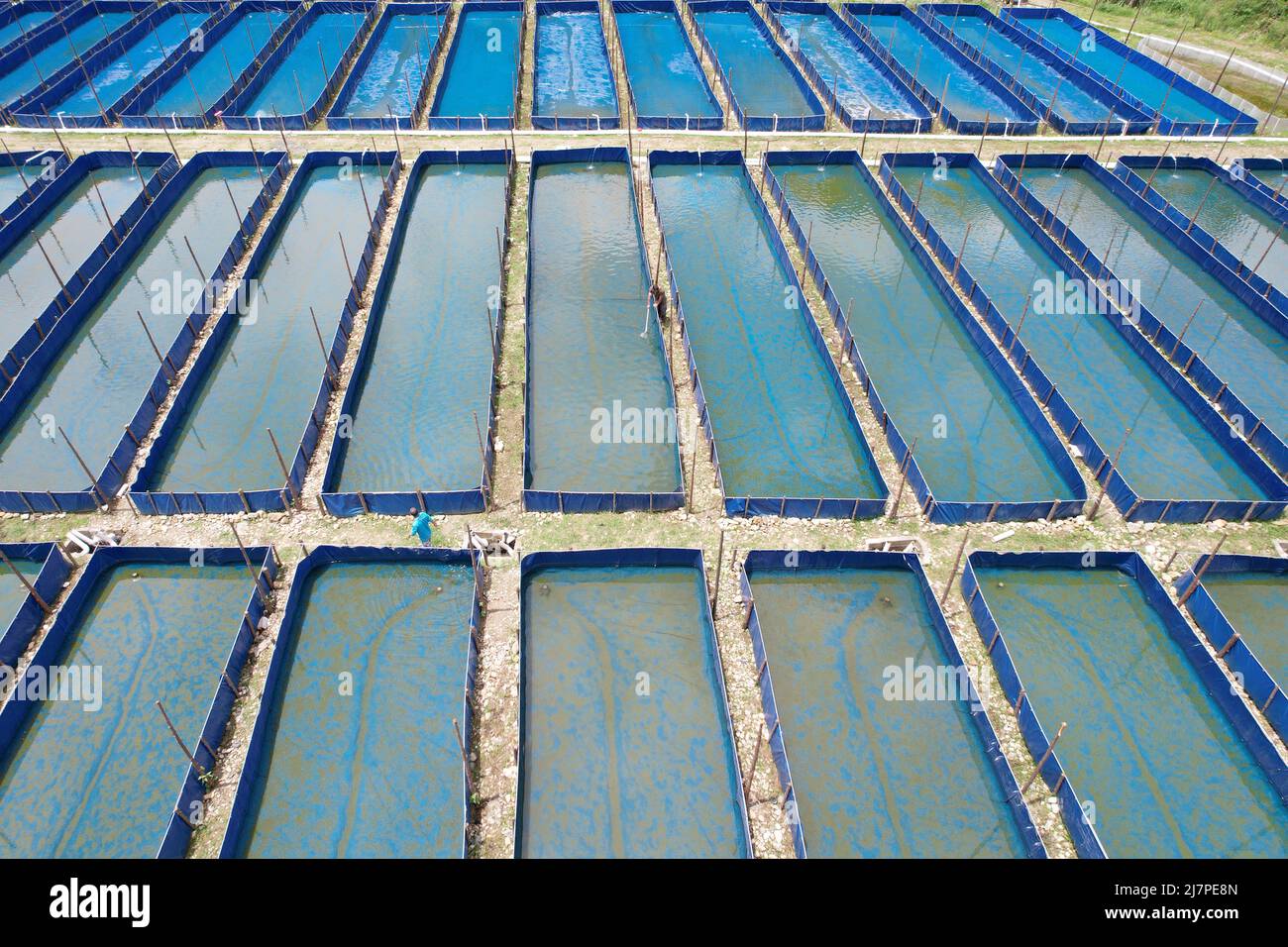 QIANDONGNAN, CHINA - MAY 10, 2022 - A staff member manages frog ...