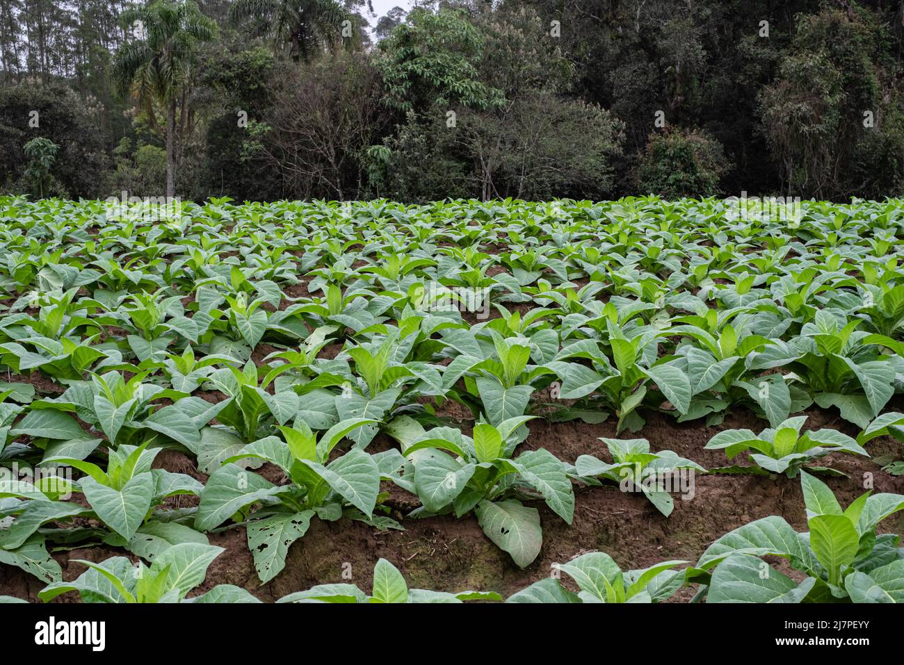 Organic tobacco plantation in farmland Stock Photo - Alamy