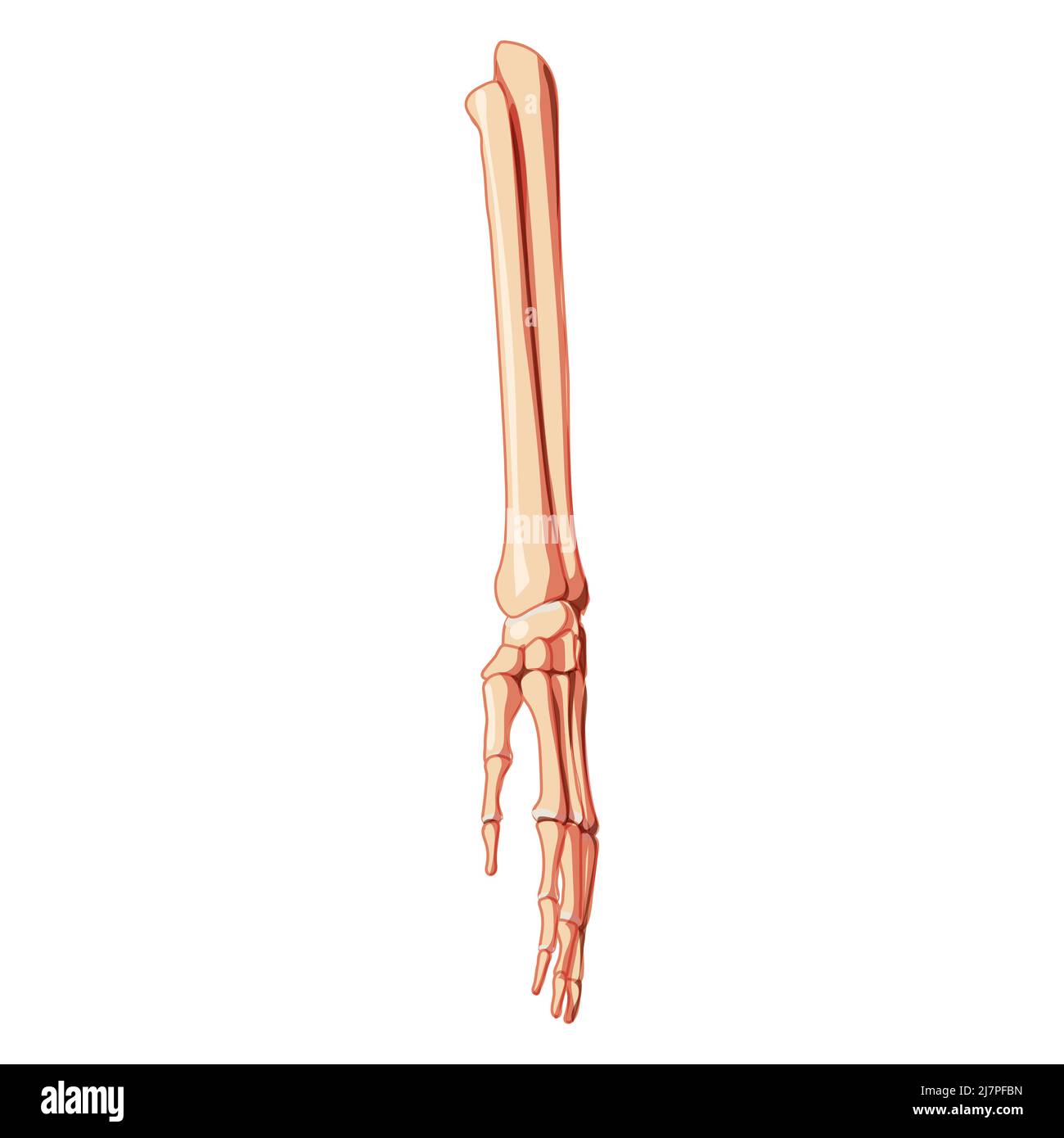 Forearms Skeleton Human front Anterior ventral view. Ulna, radius, hand ...
