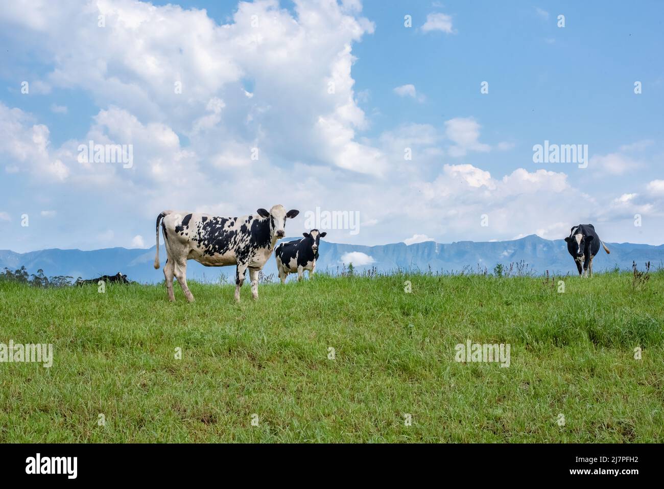 Three Black and white spotted cows Stock Photo - Alamy