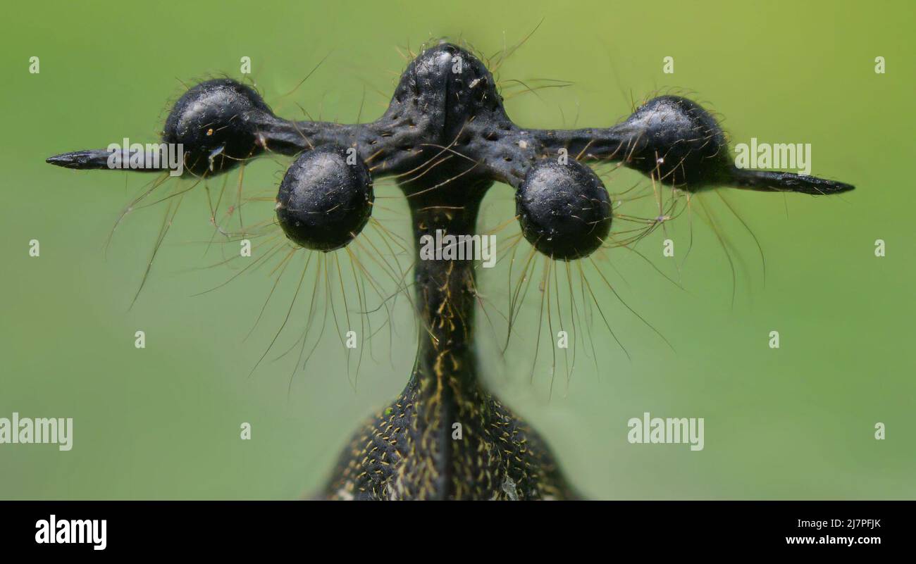 Helicopter insects hi-res stock photography and images - Alamy