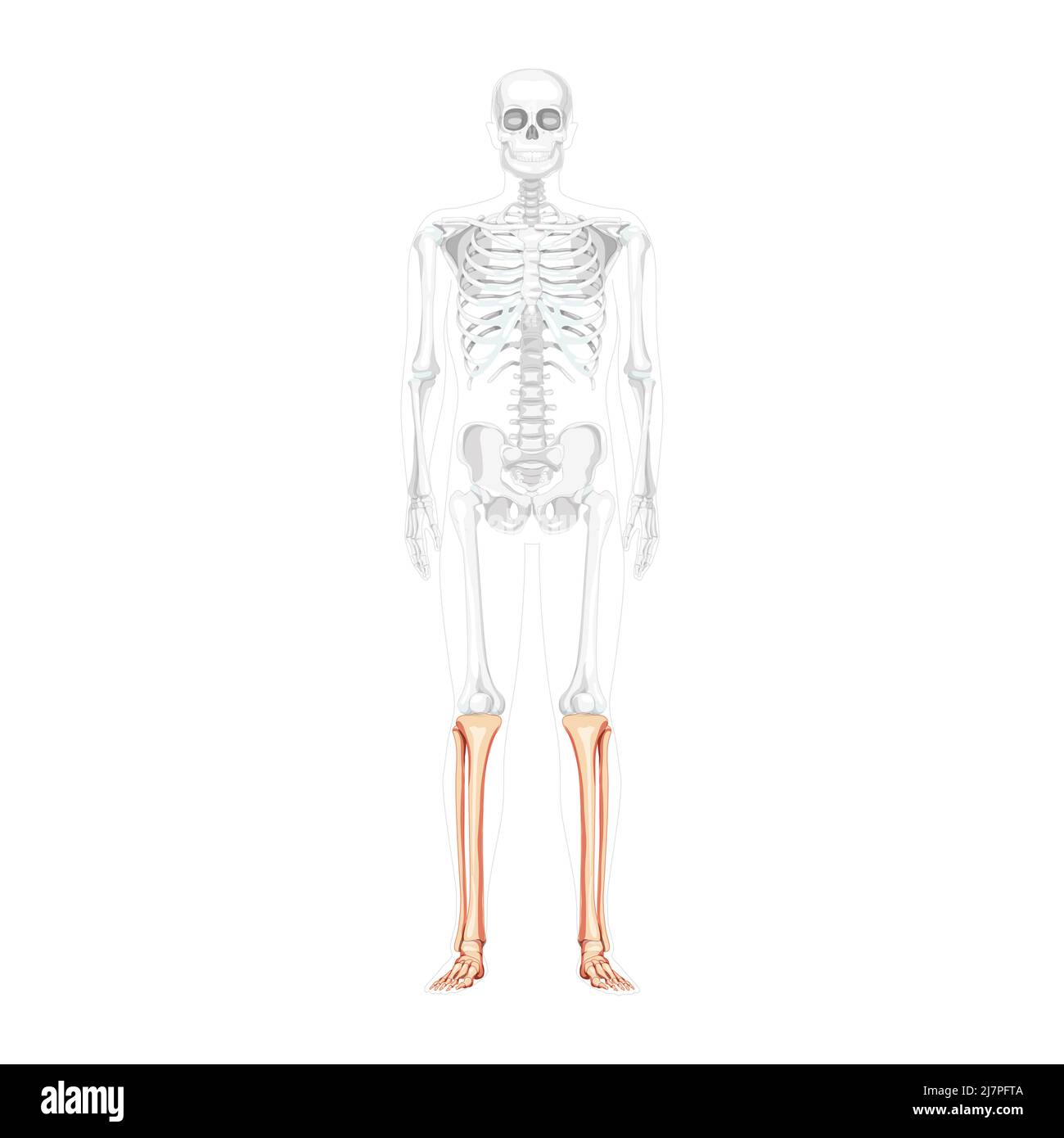 Skeleton leg tibia, fibula, Foot, ankle Human front Anterior view with ...