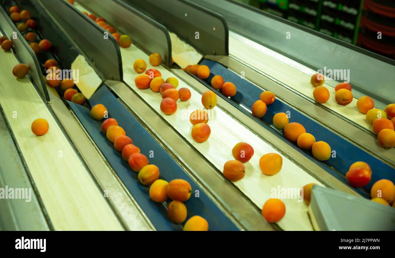 Production facilities of grading and packing of apricots Stock Photo ...