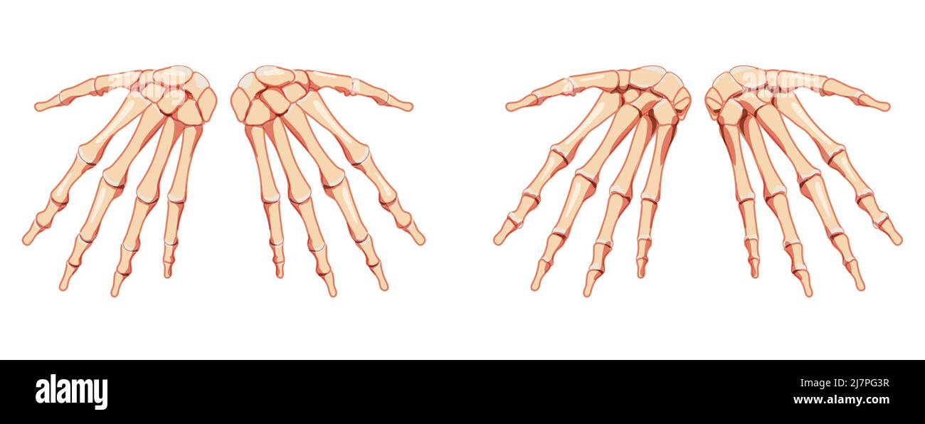 Hands Skeleton Human front back view. Set of carpals, wrist ...