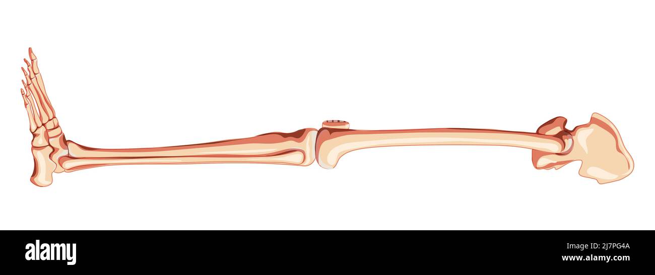Human Pelvis Side View