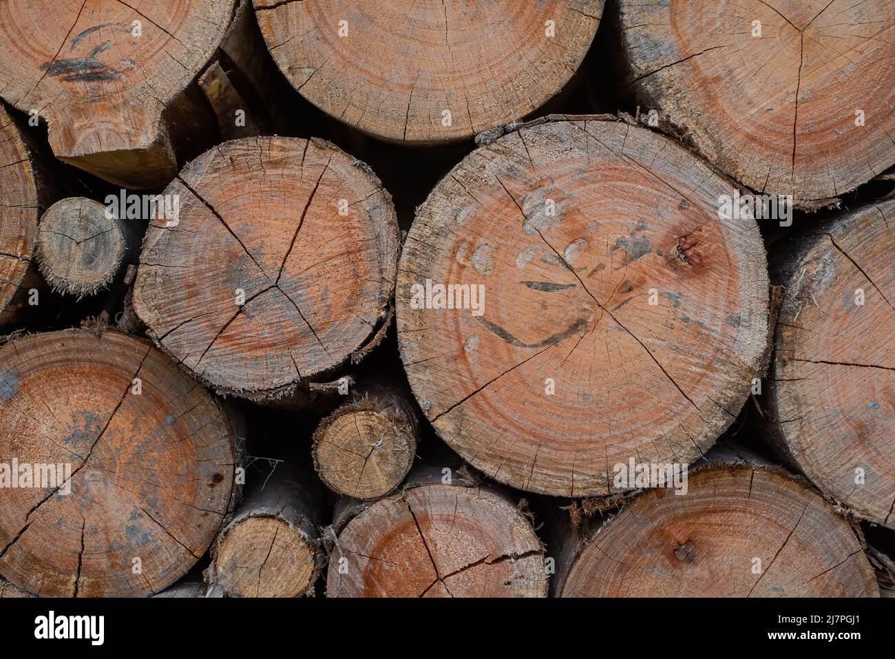 Section plane of natural wood log background Stock Photo - Alamy