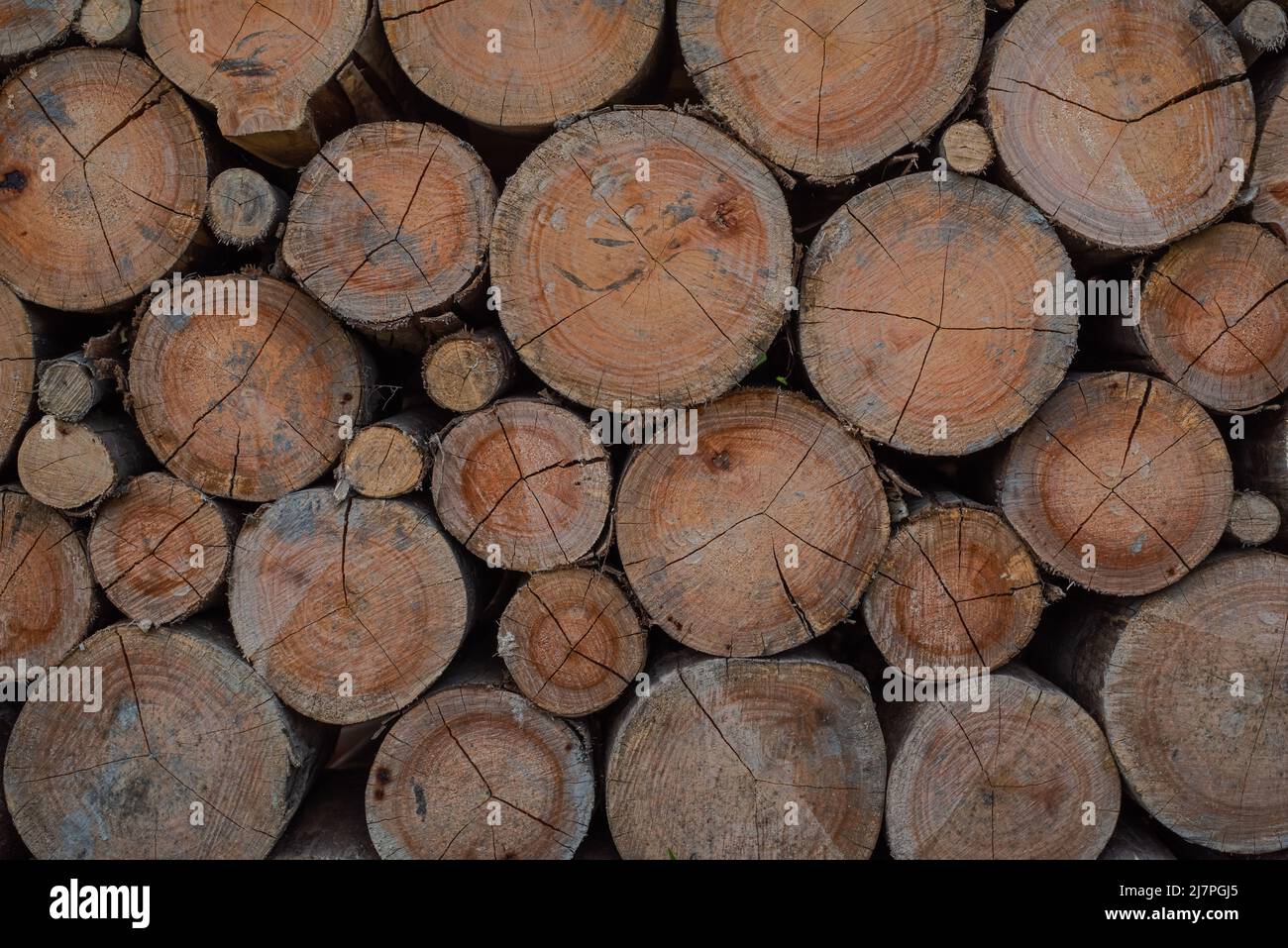 Section plane of natural wood log background Stock Photo - Alamy